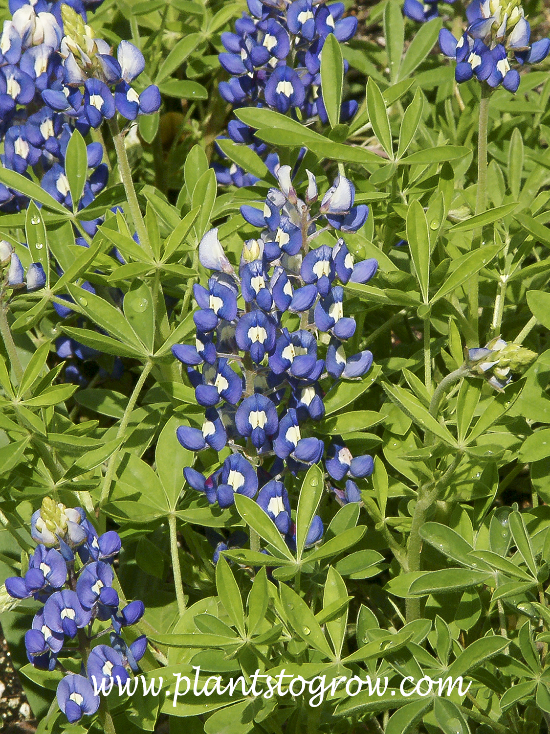 Texas Bluebonnet (Lupinus texensis) | Plants To Grow Plants Database by ...