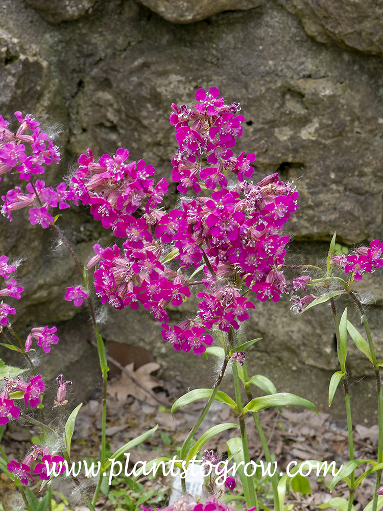 Fire German Catch Fly (Lychinis viscaria) | Plants To Grow Plants ...