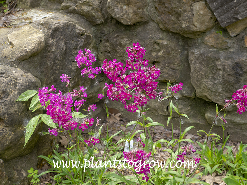 Fire German Catch Fly (Lychinis viscaria) | Plants To Grow Plants ...