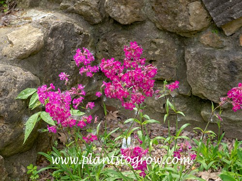 lychnis viscaria