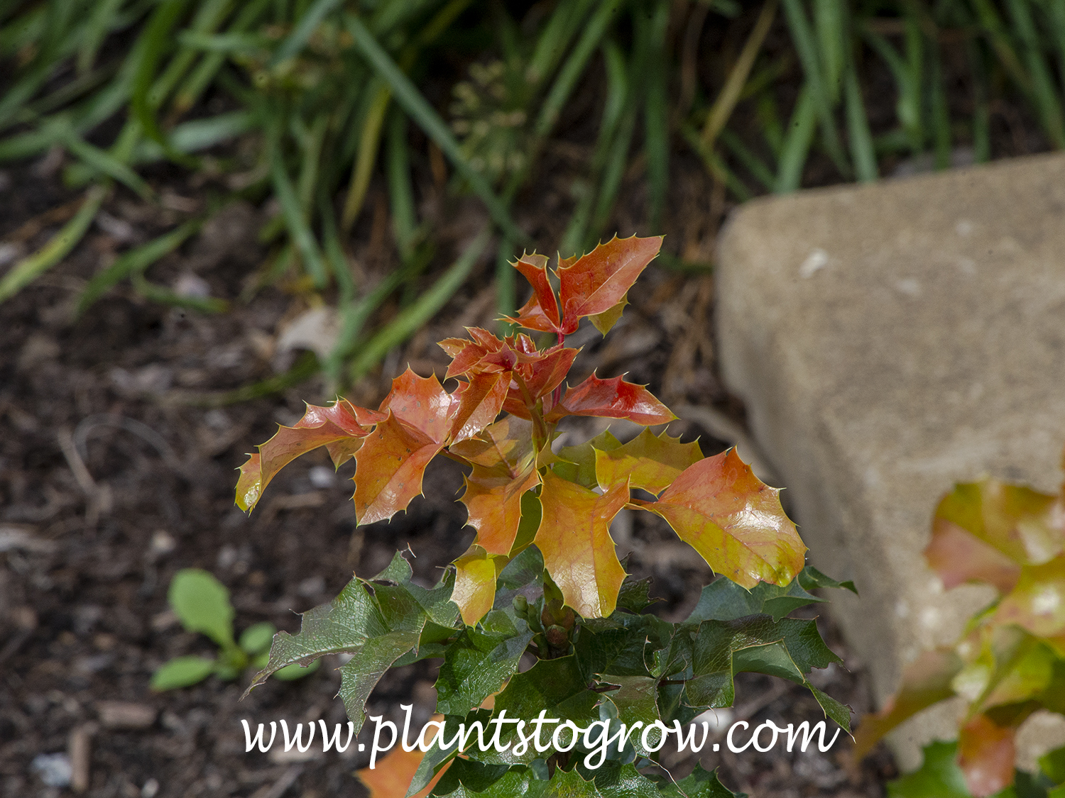 'Orange Flame" Oregon Grape Holly (Mahonia aquifolium) | Plants To Grow ...