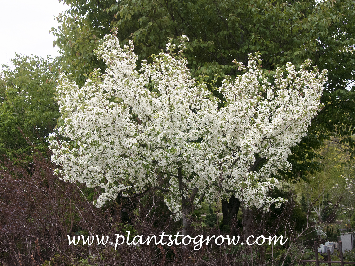 Firebird Crabapple (Malus sargenti) | Plants To Grow Plants Database by ...