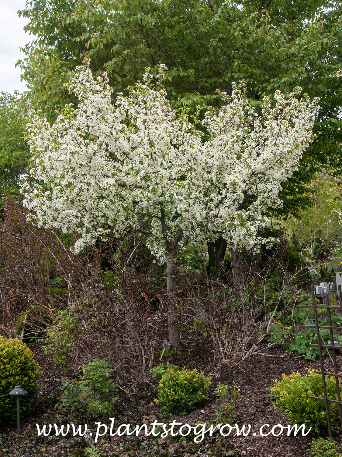 Firebird Crabapple (Malus sargenti) | Plants To Grow Plants Database by ...