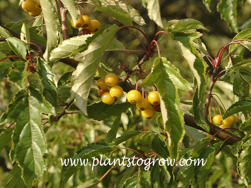 Golden Raindrops Crabapple (Malus) | Plants To Grow Plants Database by ...