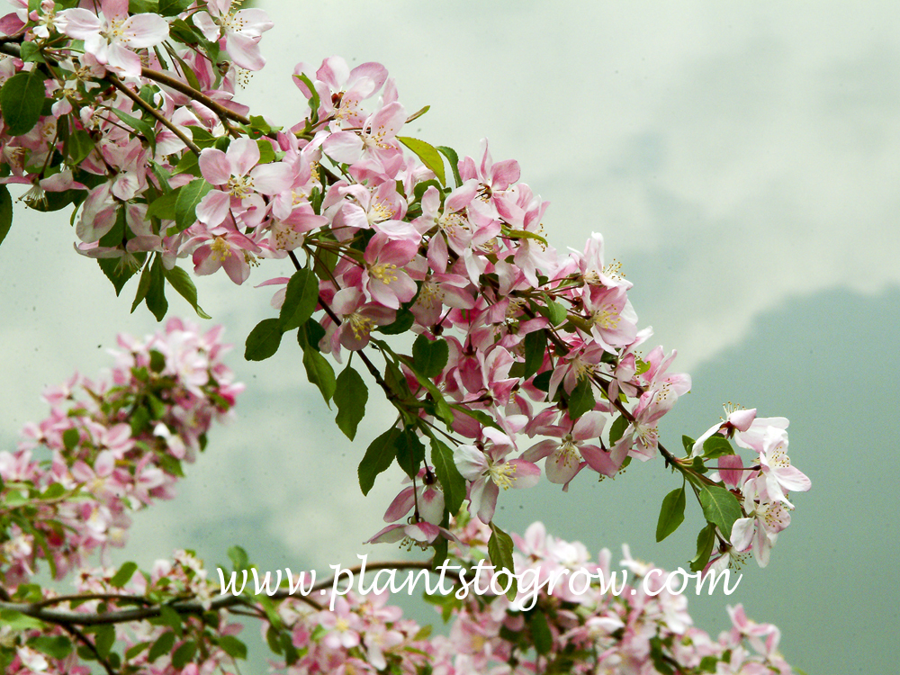 Louisa Flowering Crabapple Tree | Best Flower Site