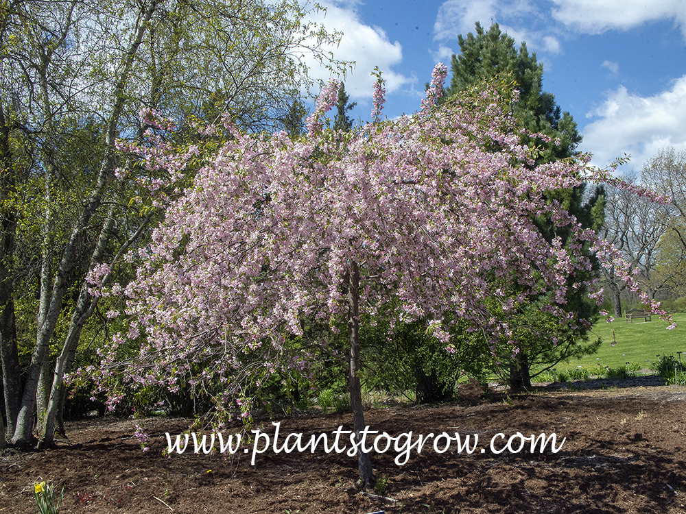 Louisa Weeping Flowering Crabapple | Best Flower Site