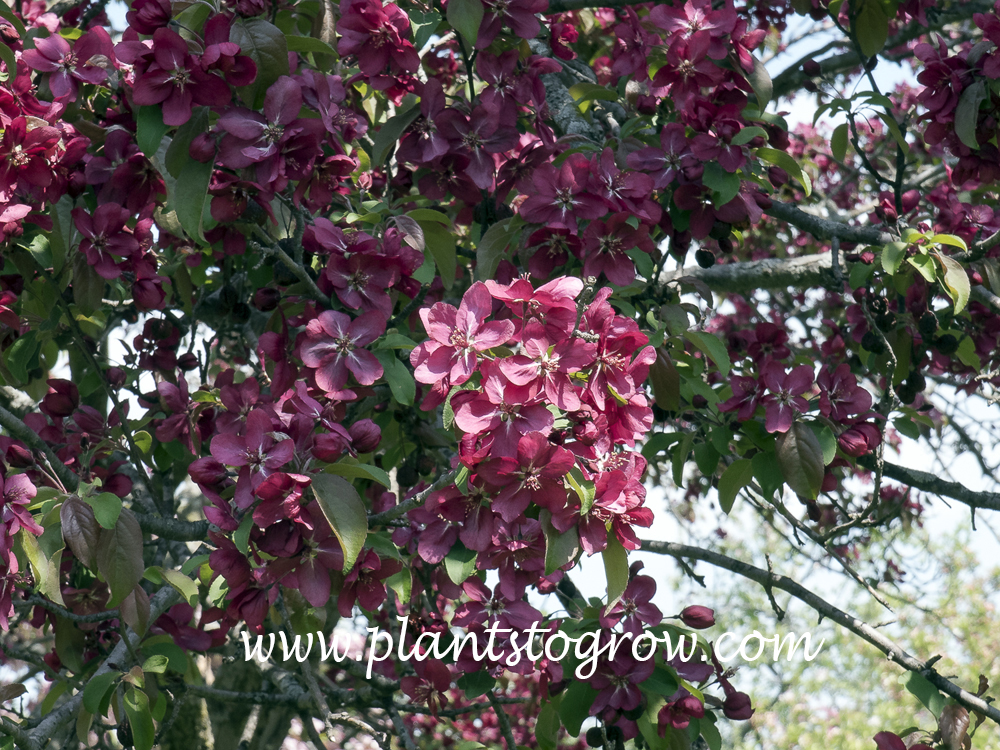Red Baron Flowering Crabapple (Malus) | Plants To Grow Plants Database ...