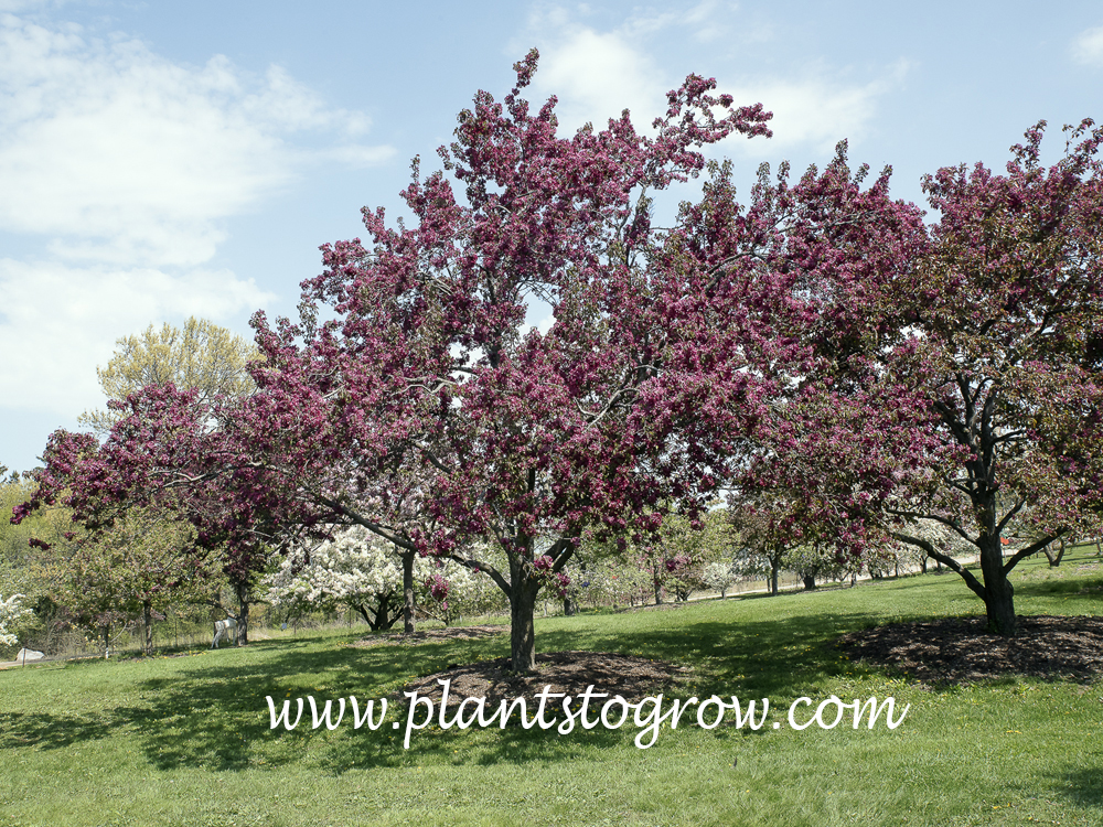 Red Baron Flowering Crabapple (Malus) | Plants To Grow Plants Database ...