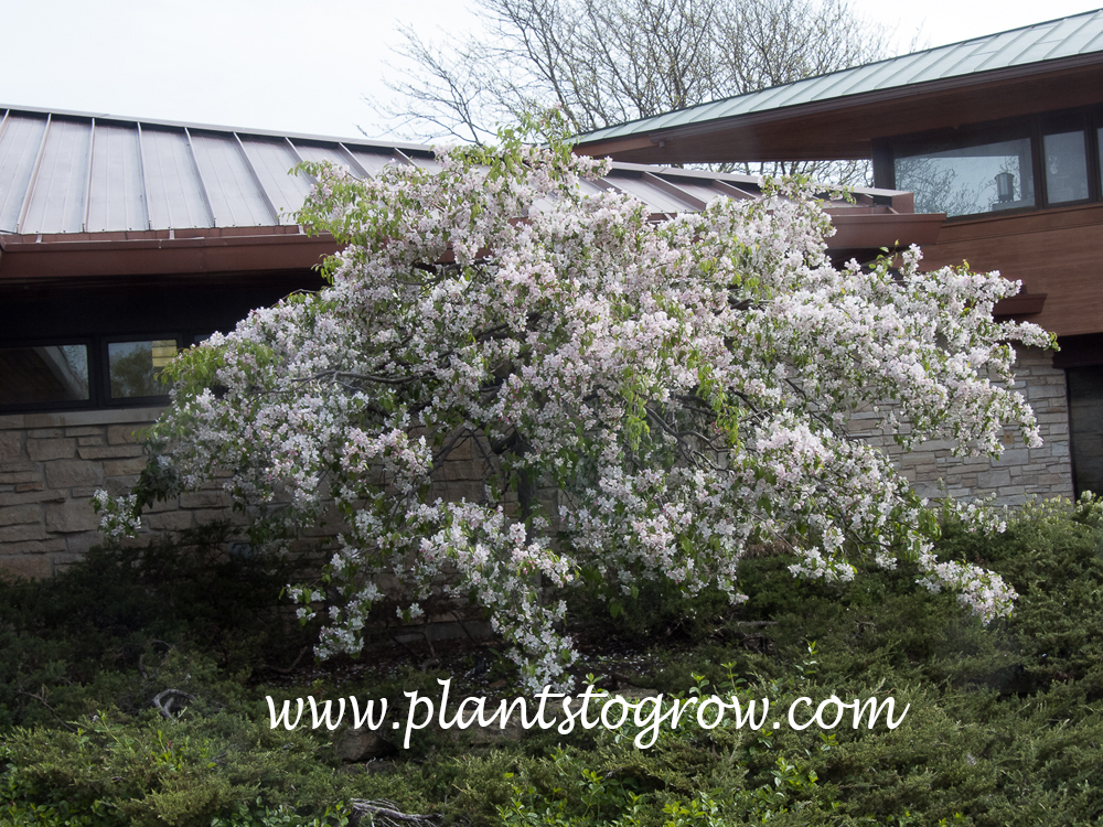 Red Jade Ornamental Crabapple (Malus) | Plants To Grow Plants Database ...