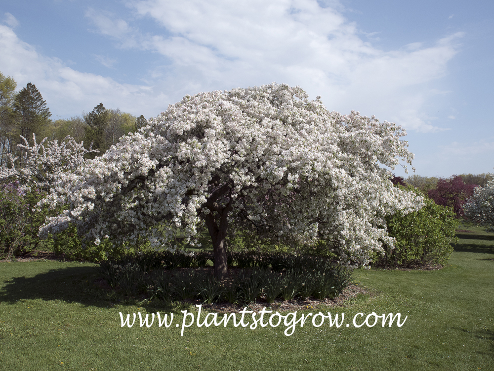 Red Jade Ornamental Crabapple (Malus) | Plants To Grow Plants Database ...