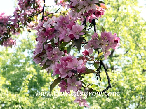 Red Splendor Ornamental Crab (Malus) | Plants To Grow Plants Database ...