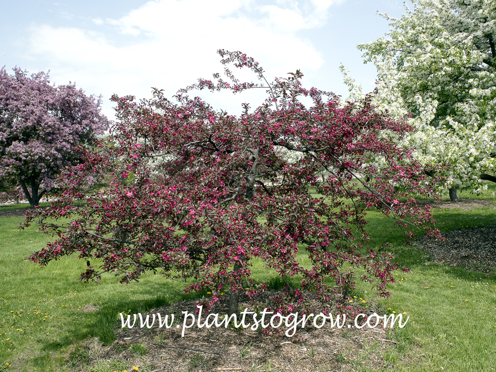 Royal Raindrops Ornamental Crabapple (Malus) | Plants To Grow Plants ...