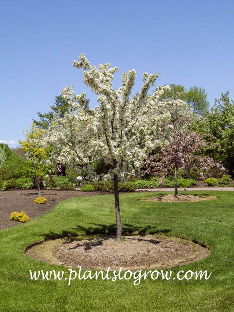 Zumi Crabapple (Malus) | Plants To Grow Plants Database by Paul S. Drobot