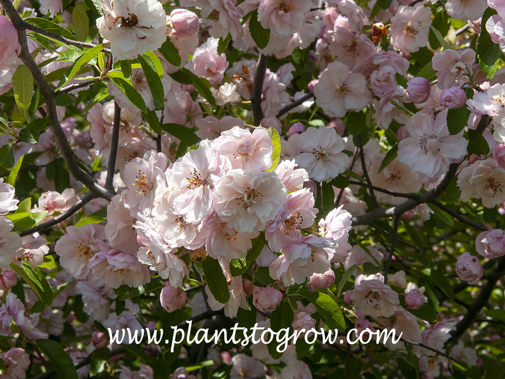 Fringed Prairie Crab (Malus ioensis Frimbriata) | Plants To Grow Plants ...