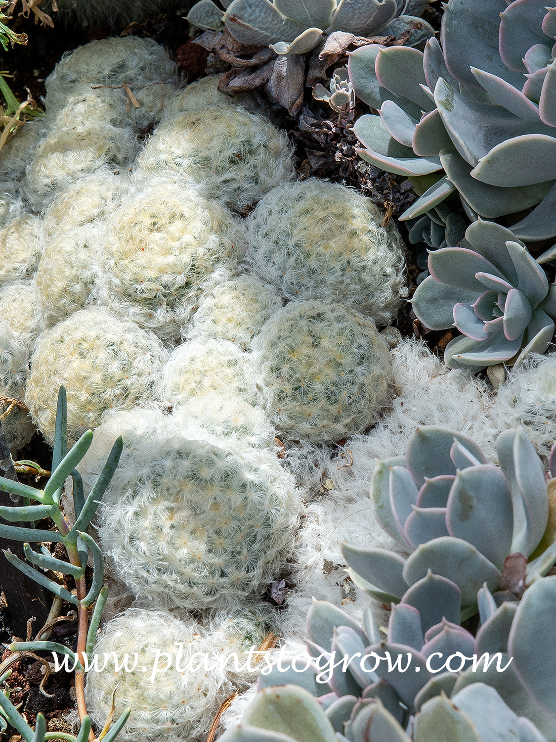 Feather Cactus (Mammillaria plumosa) | Plants To Grow Plants Database ...
