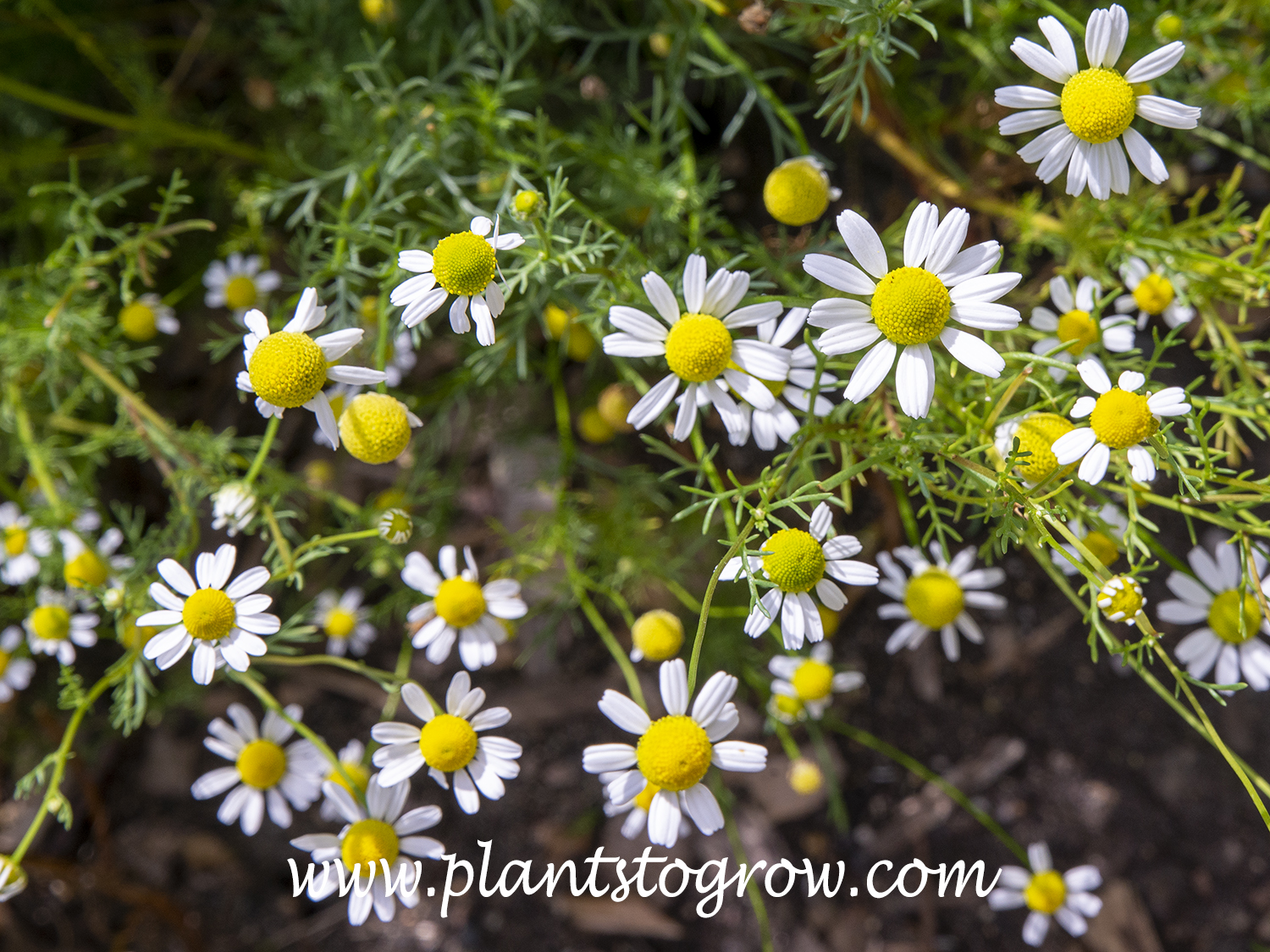 Chamomile (Matricaria chamomilla) | Plants To Grow Plants Database by ...
