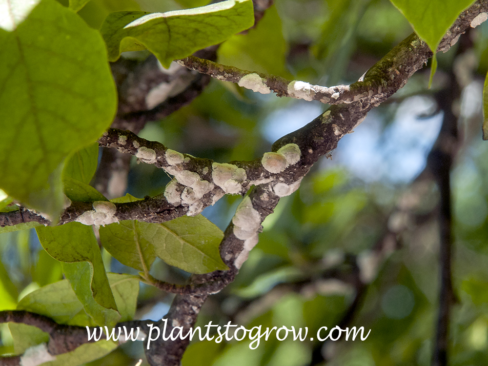 Mealy bugs They are covered in a white, sticky powder that looks like ...