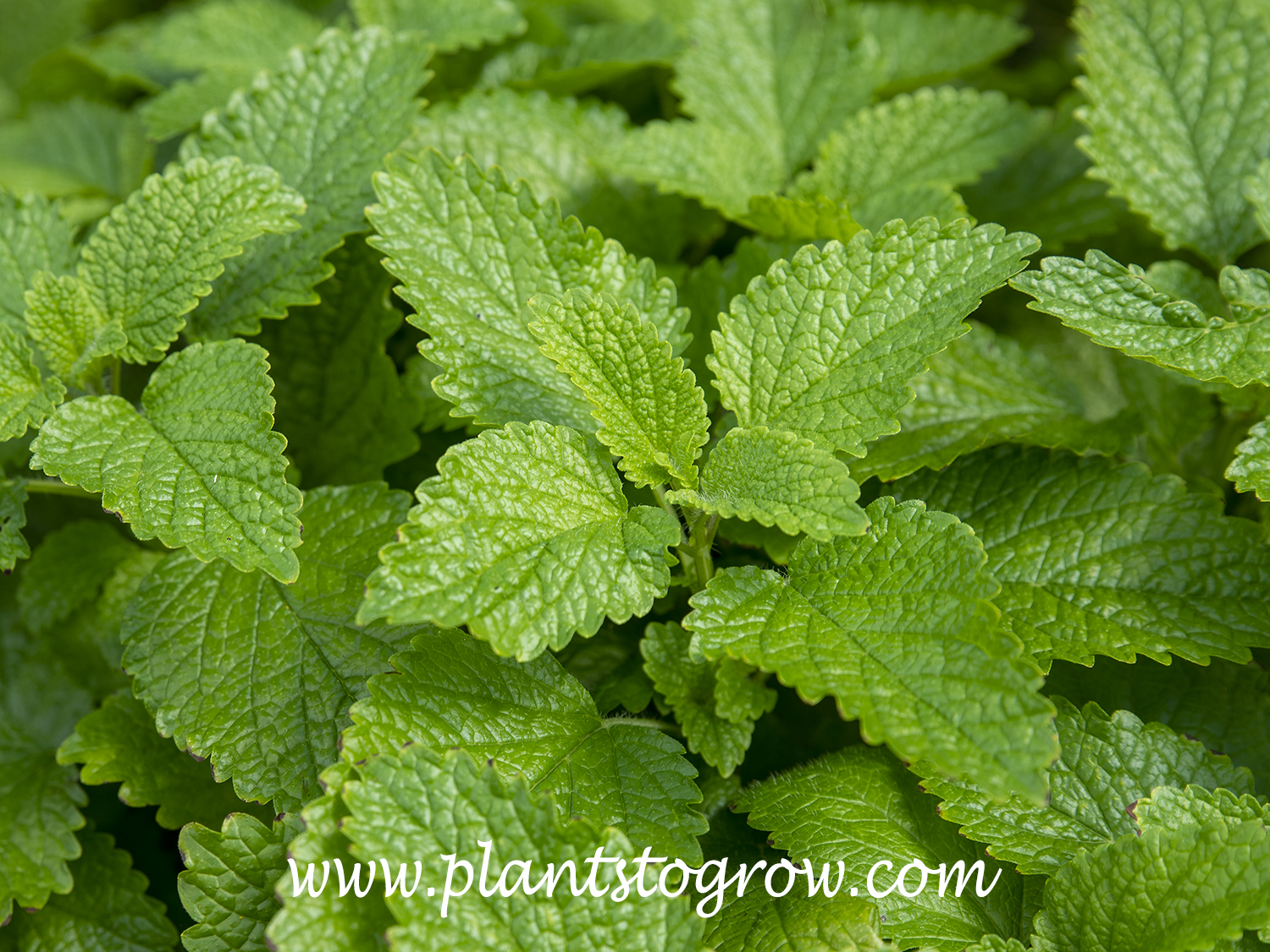 Lemon Balm (Melissa officinalis) | Plants To Grow Plants Database by ...