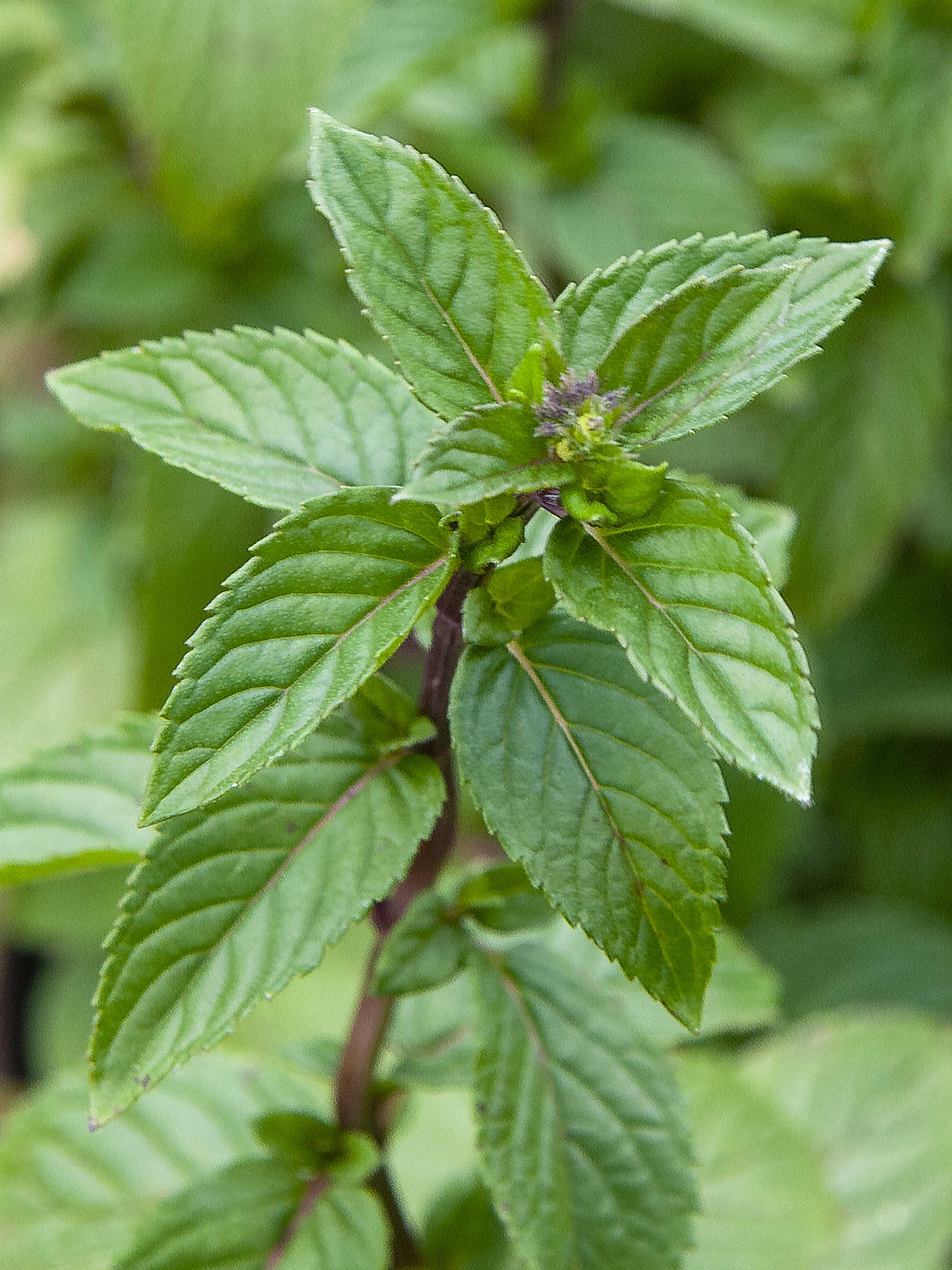 Peppermint (Mentha piperita) | Plants To Grow Plants Database by Paul S ...