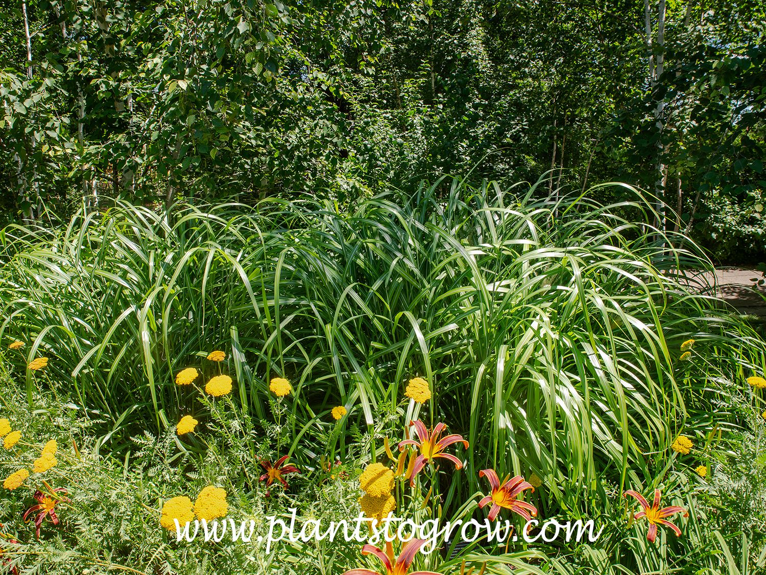 Blondo Maiden Grass (Miscanthus sinensis) | Plants To Grow Plants ...