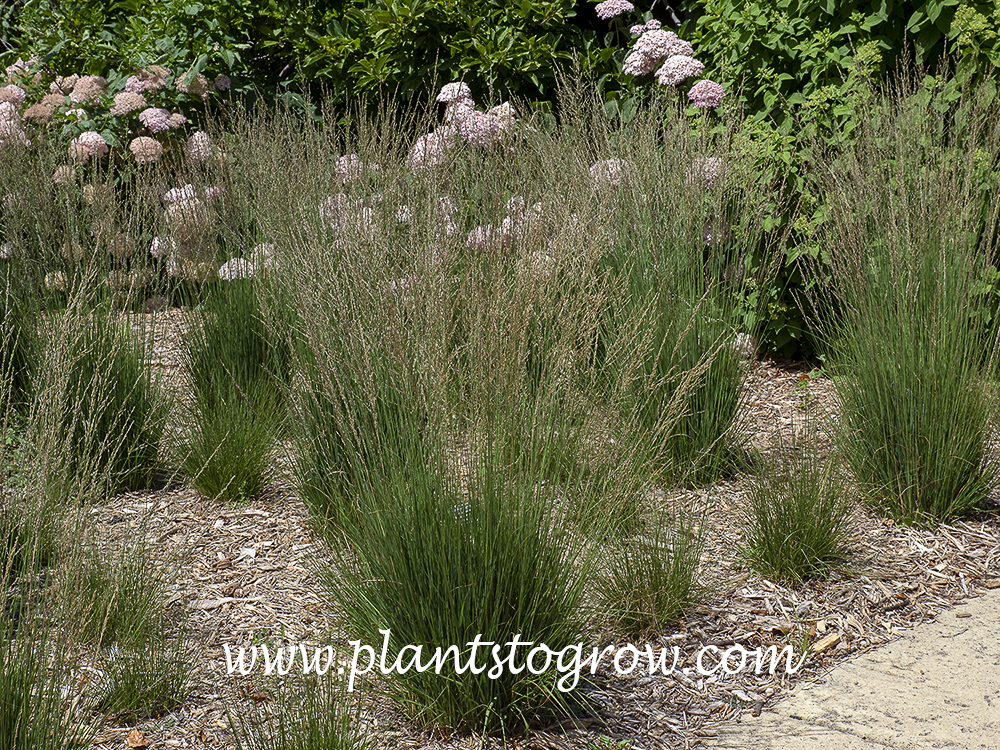 Moorflame Moor Grass (Molinia caerulea) | Plants To Grow Plants ...