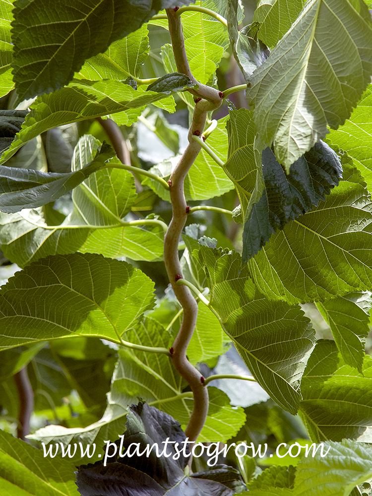Unryu Contorted Mulberry (Morus australis) | Plants To Grow Plants ...