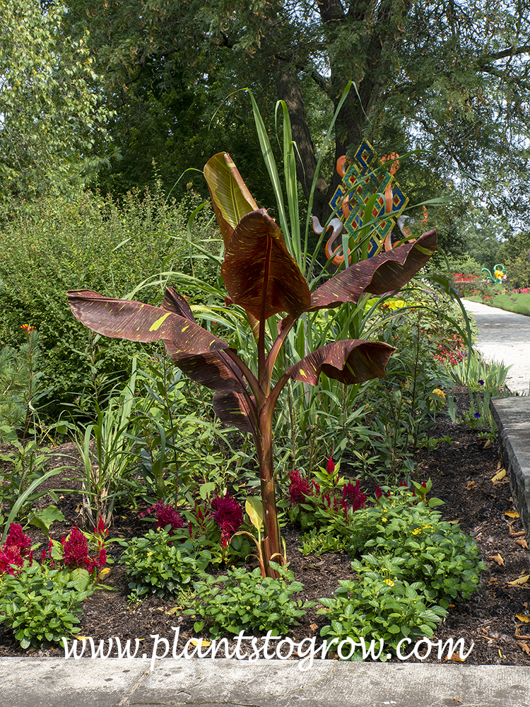 'Siam Ruby' Banana Tree (Musa) | Plants To Grow Plants Database by Paul ...