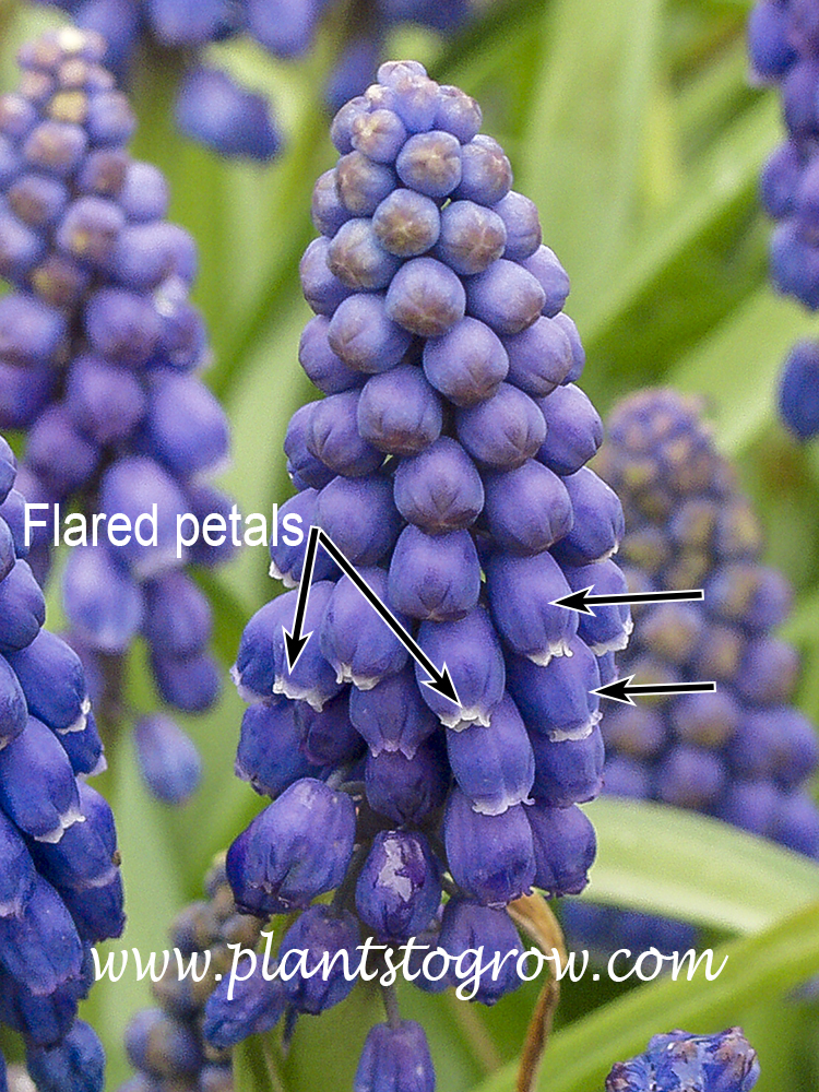 urceolate | Plants To Grow Plants Database by Paul S. Drobot