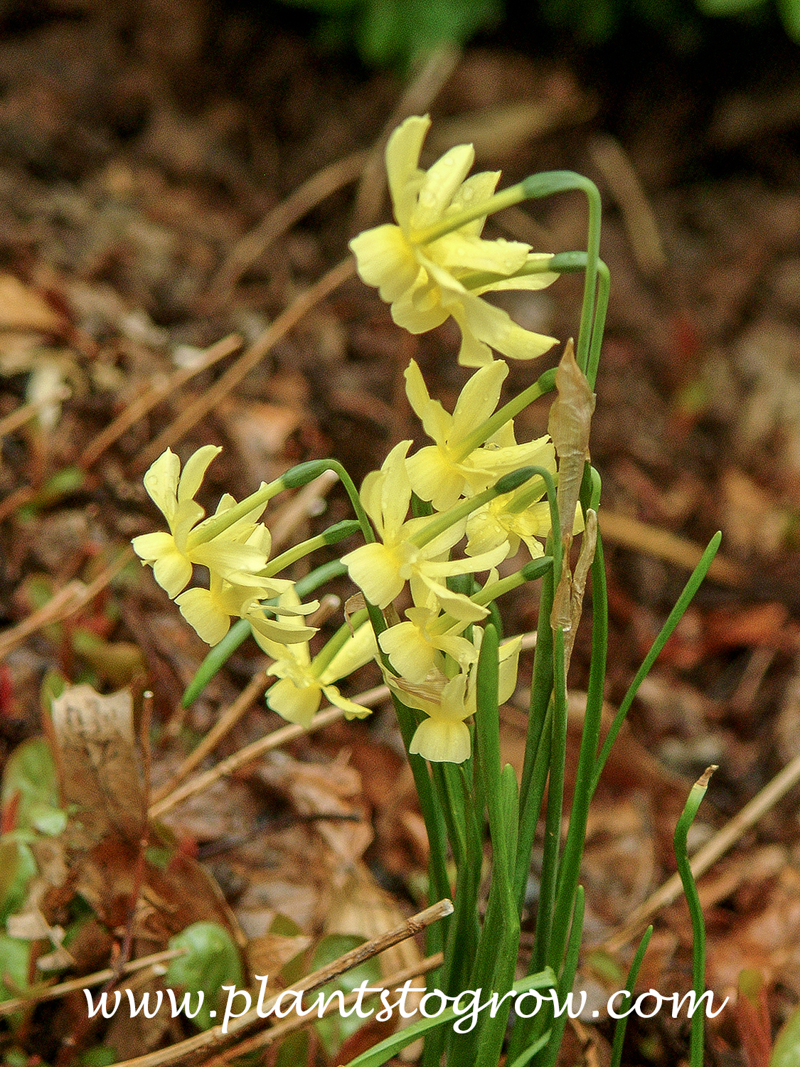 Miniature Daffodils (Narcissus) | Plants To Grow Plants Database by ...