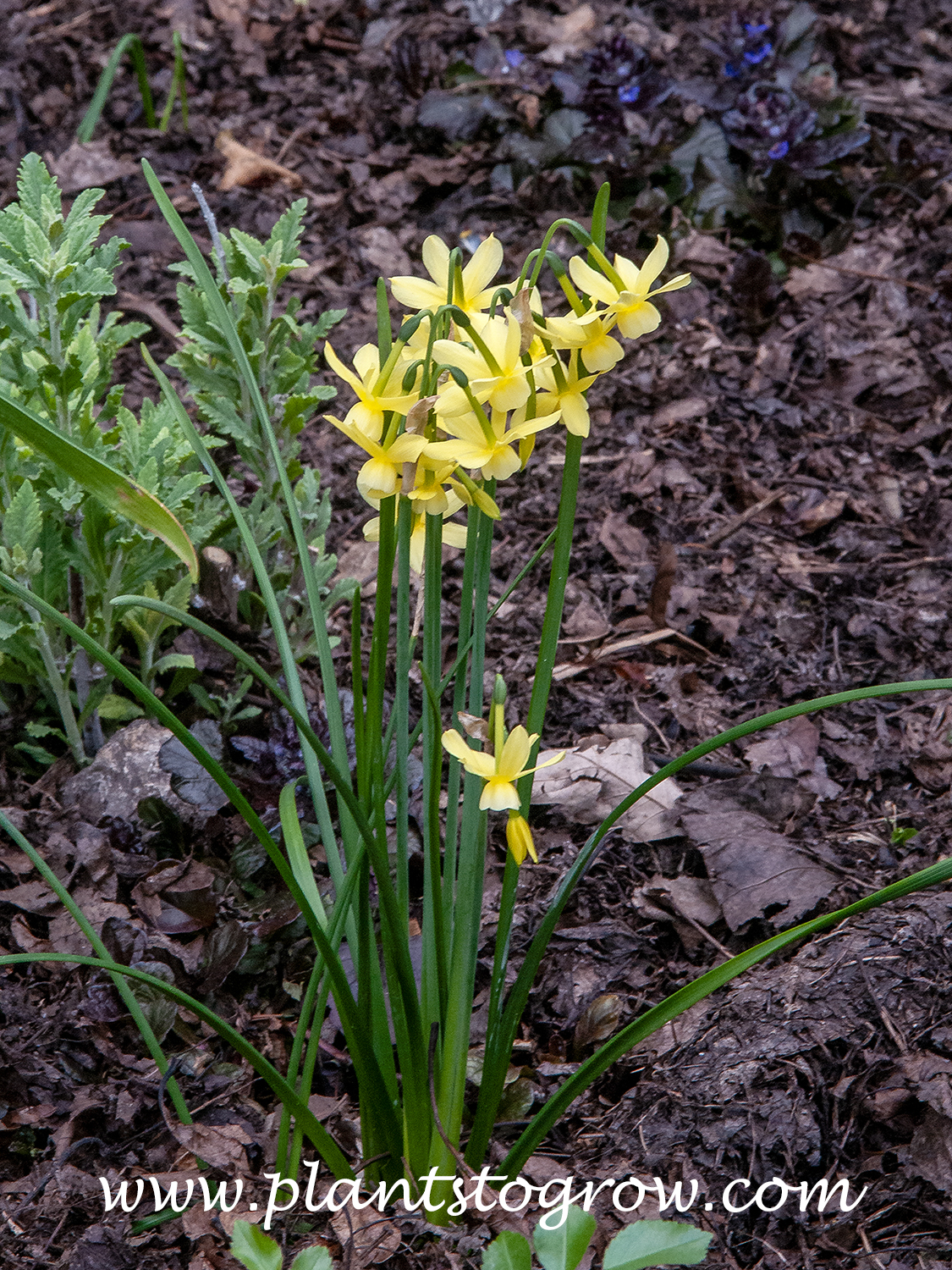 Miniature Daffodils (Narcissus) | Plants To Grow Plants Database by ...