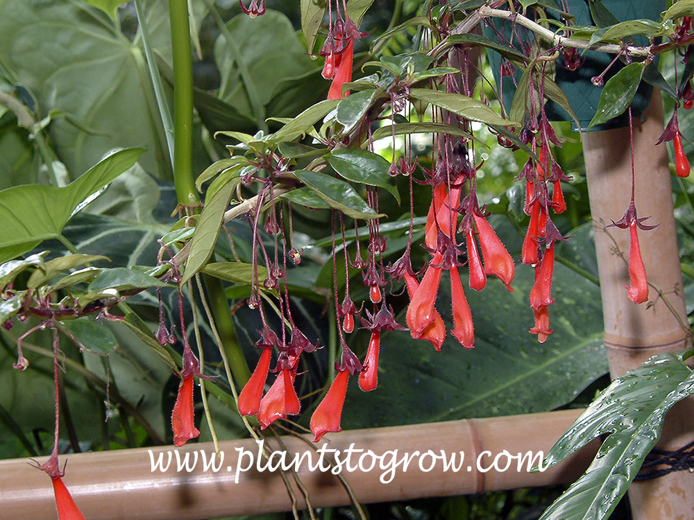 Thread Flower (Nematanthus corticola) | Plants To Grow Plants Database ...