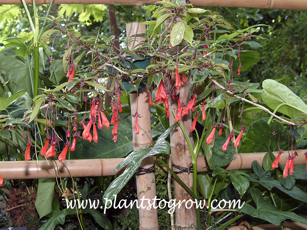Thread Flower (Nematanthus corticola) | Plants To Grow Plants Database ...