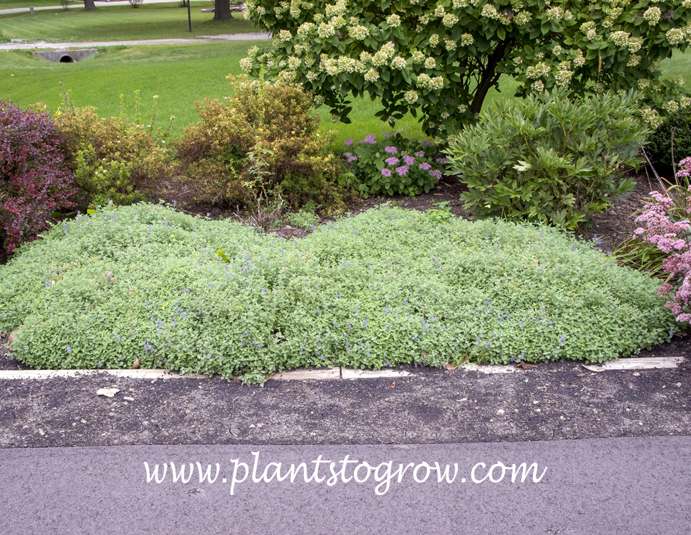 Early Bird Catmint (Nepeta x faassenii) | Plants To Grow Plants ...