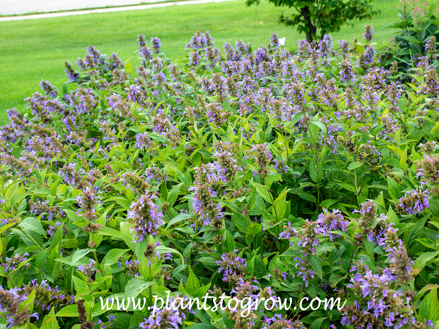 Prelude Blue Catmint (Nepeta subsessile) | Plants To Grow Plants ...