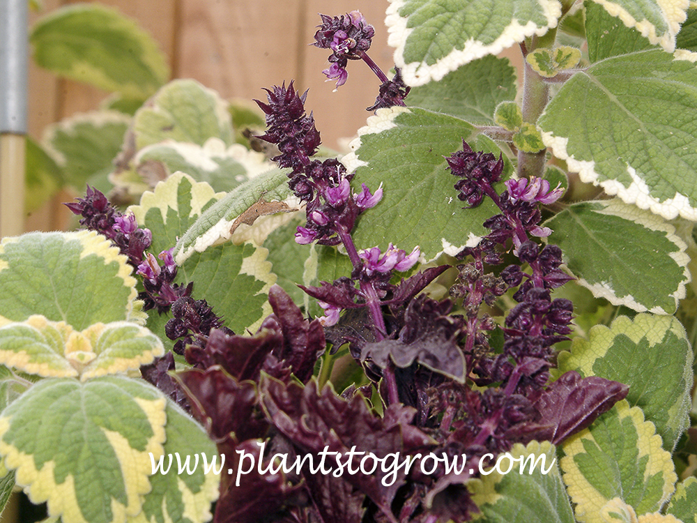 Purple Ruffles Basil (Ocimum basilicum) | Plants To Grow Plants ...