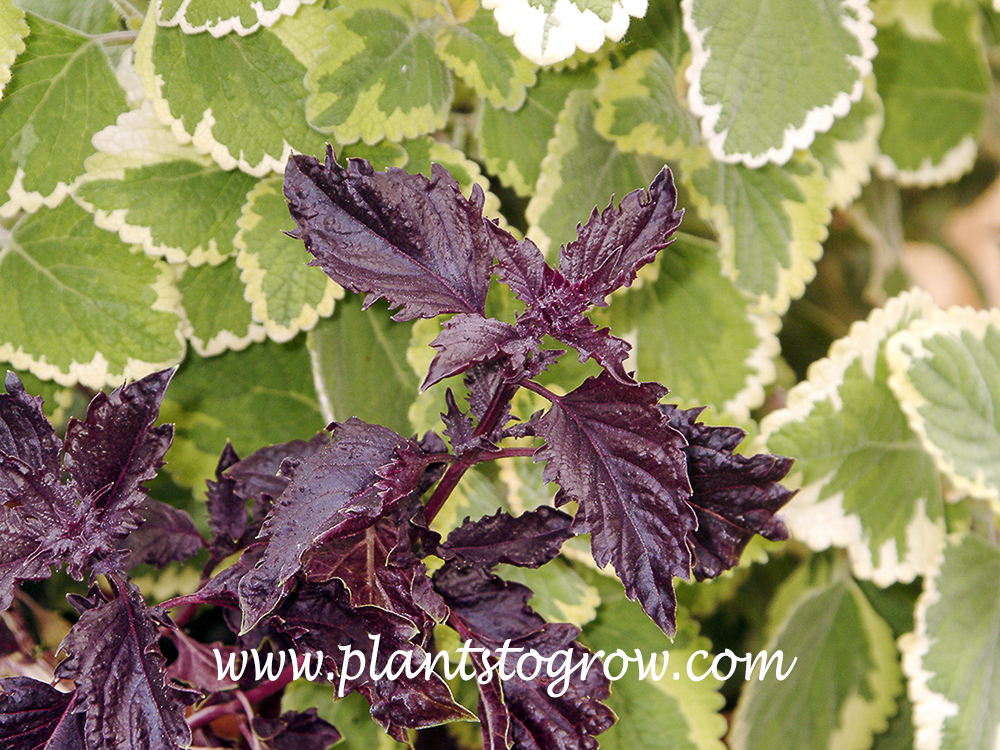 Purple Ruffles Basil (Ocimum basilicum) | Plants To Grow Plants ...