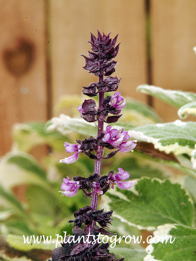 Purple Ruffles Basil (Ocimum basilicum) | Plants To Grow Plants ...