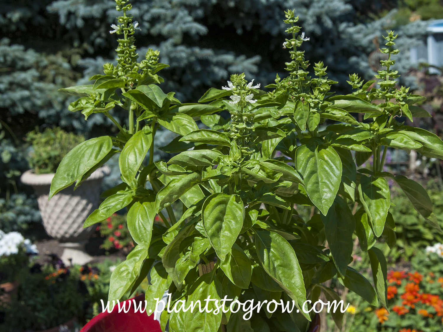 'Genovese' Sweet Basil (Ocimum basicilum) | Plants To Grow Plants ...