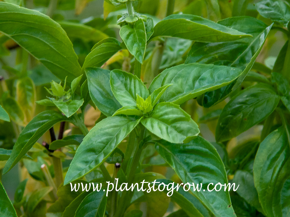 Basil (Ocimum basilicum) | Plants To Grow Plants Database by Paul S. Drobot