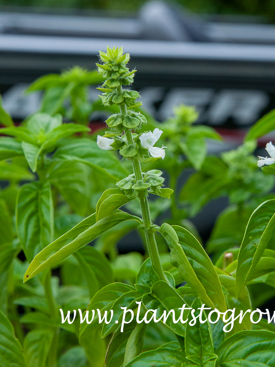 Basil (Ocimum basilicum) | Plants To Grow Plants Database by Paul S. Drobot