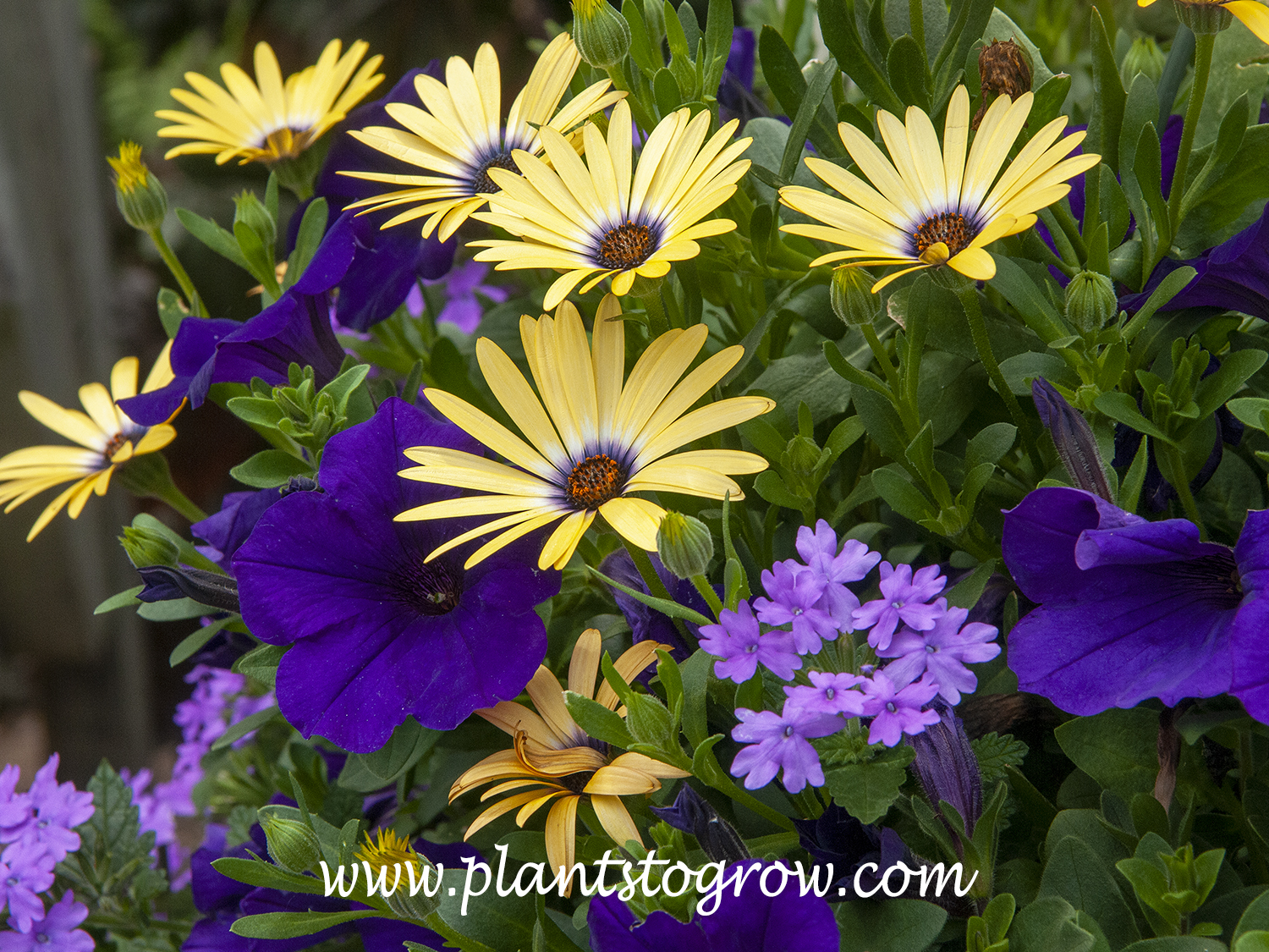 African Daisy 'Lemon Symphony' (Osteospermum) | Plants To Grow Plants ...