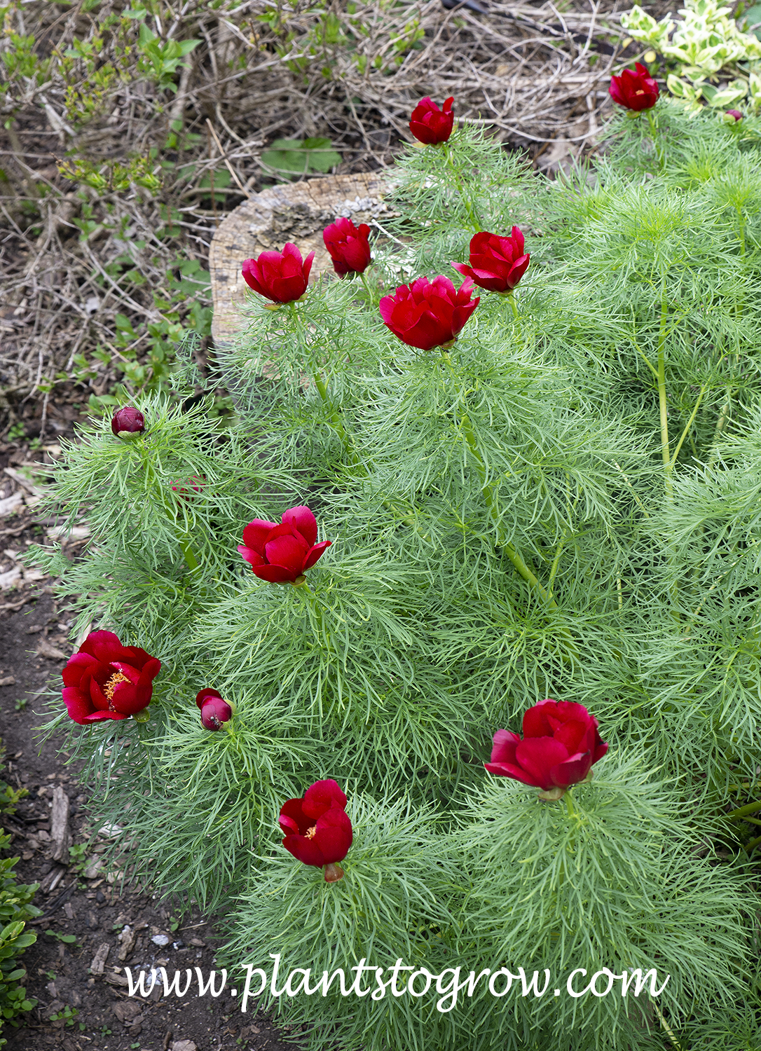 Fern Leaf Peony (Paeonia tenufolia) | Plants To Grow Plants Database by ...