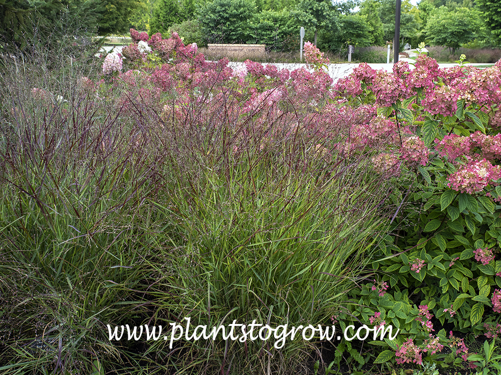 Red Sunset Switch Grass (Panicum virgatum) | Plants To Grow Plants ...