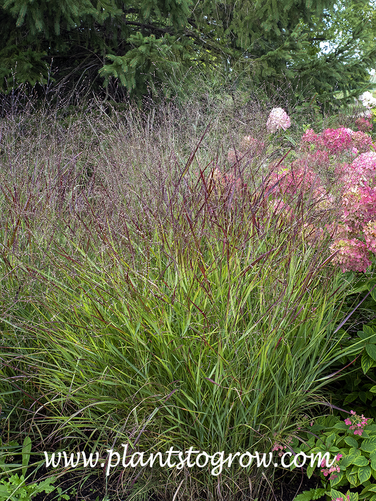 Red Sunset Switch Grass (Panicum virgatum) | Plants To Grow Plants ...