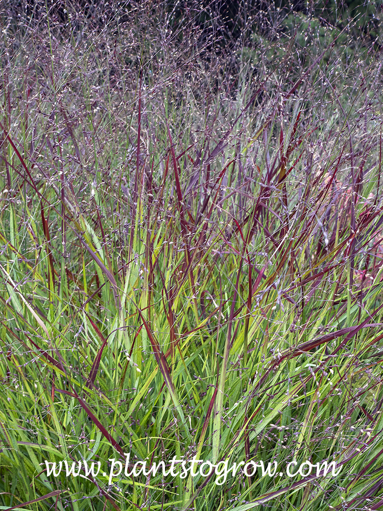 Red Sunset Switch Grass (Panicum virgatum) | Plants To Grow Plants ...