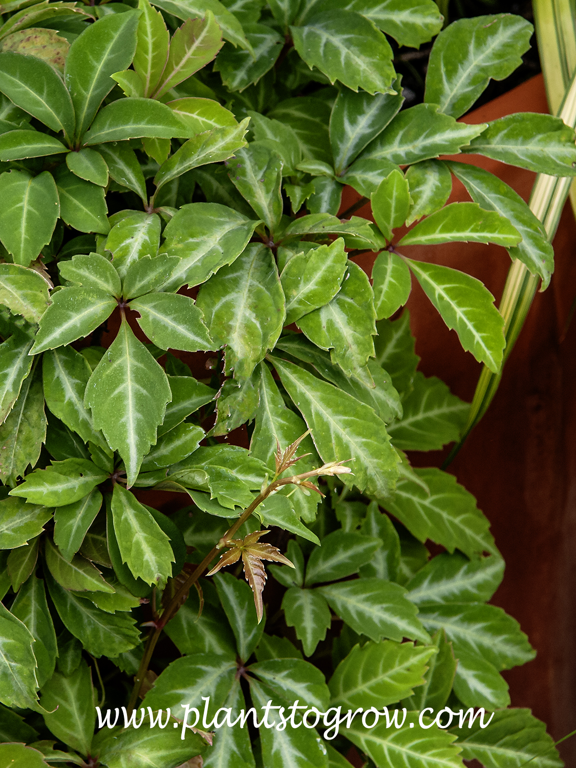 Silver Vein Creeper (Parthenocissus henryana) | Plants To Grow Plants ...