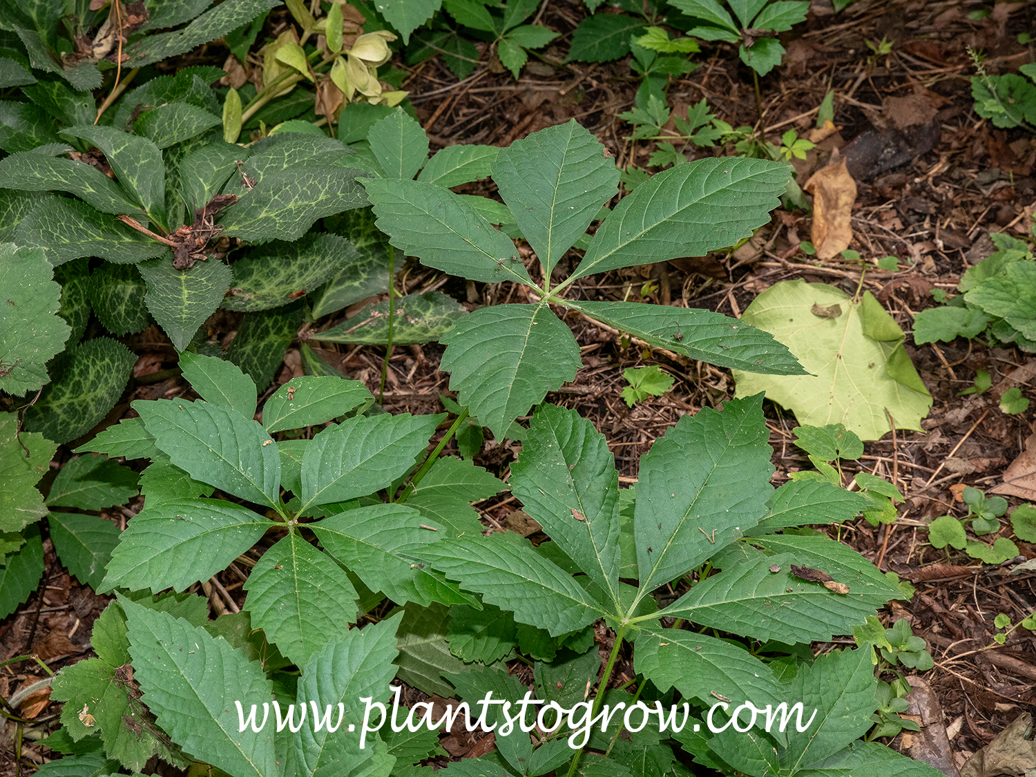 Virginia Creeper (Parthenocissus quinquefolia) | Plants To Grow Plants ...