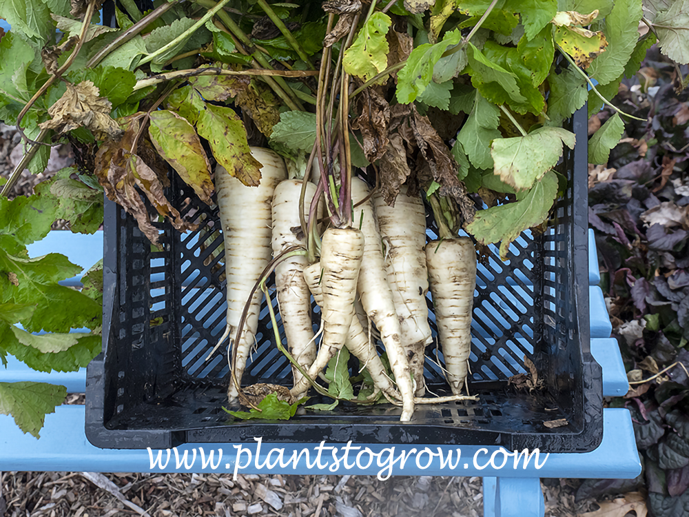 Albion Parsnips (Pastinaca sativa) | Plants To Grow Plants Database by ...