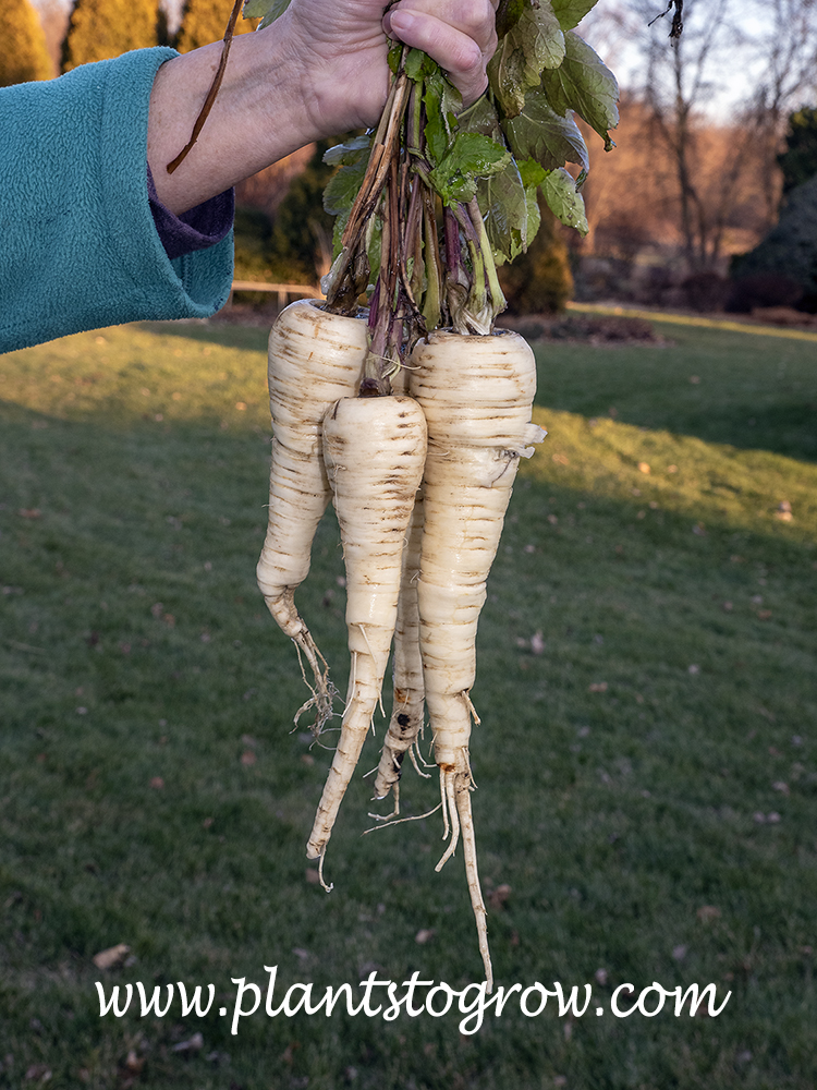Albion Parsnips (Pastinaca sativa) | Plants To Grow Plants Database by ...