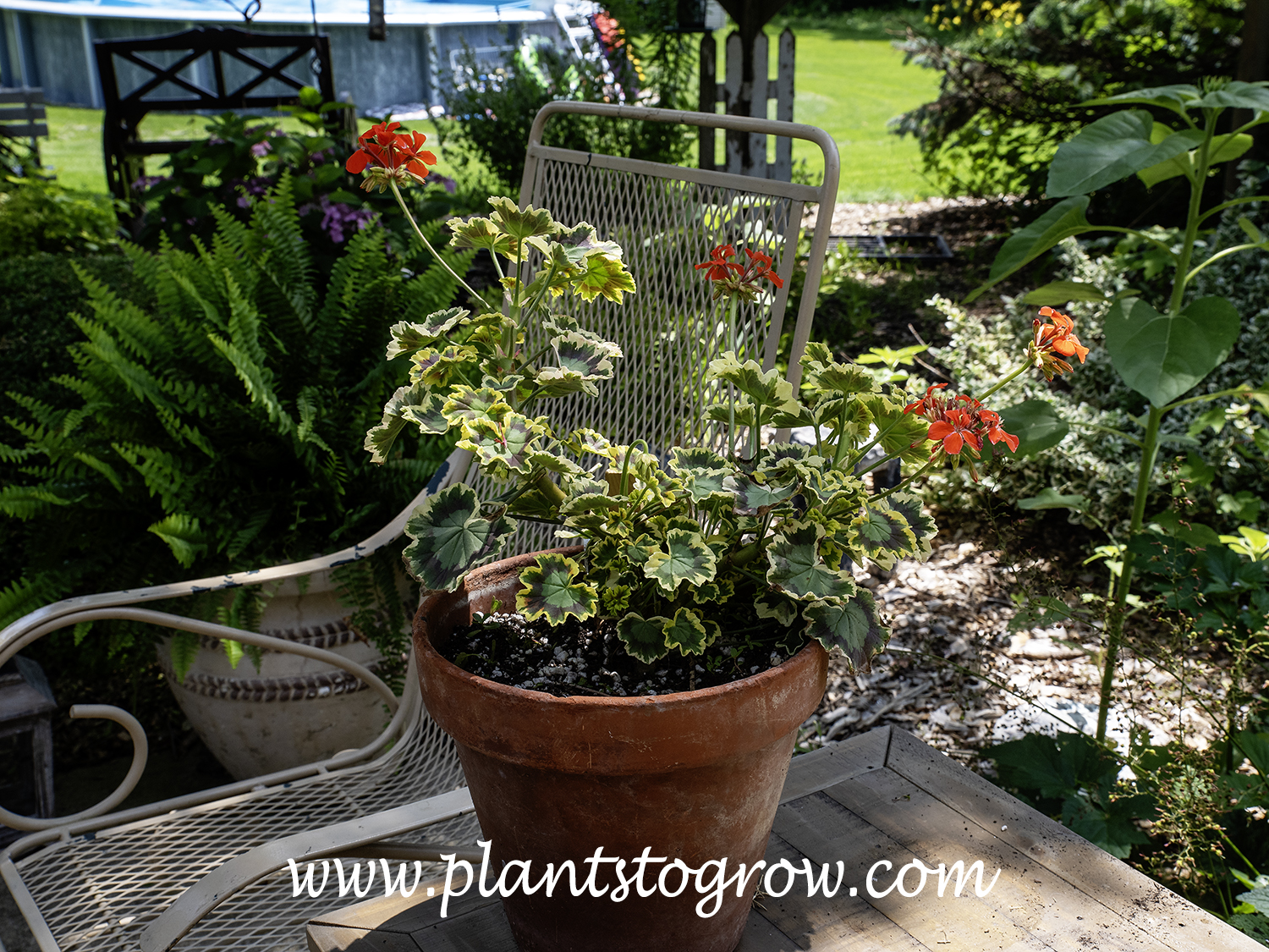 'Mrs Pollock's Geranium (Pelargonium) | Plants To Grow Plants Database ...
